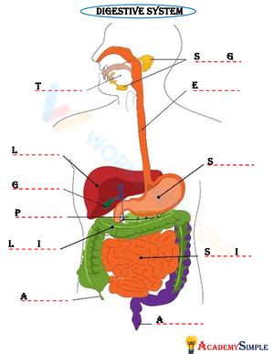 Digestive System Worksheets