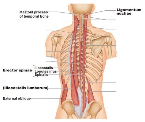 Erector Spinae Muscles Origin And Insertion