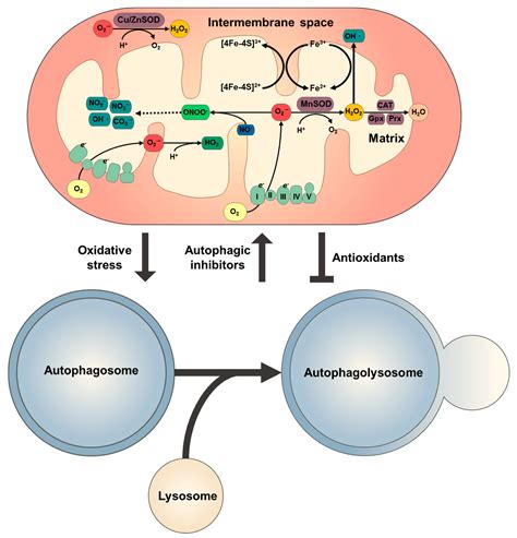 IJMS Free Full Text Roles Of Autophagy In Oxidative Stress