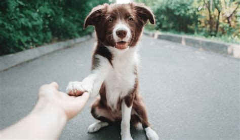 Por Qu No Se Deber A Separar A Los Perros Que Se Quedan Pegados