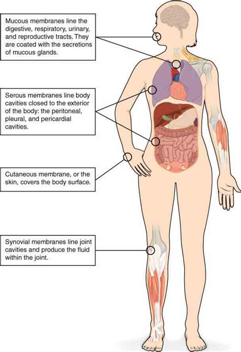 Epithelial Tissues And Their Functions Anatomy Medicinebtg