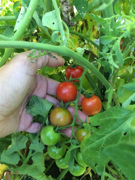 Como Sembrar Tomates Cherry Forrest Creager