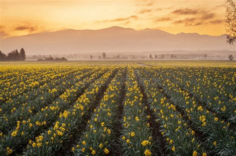 Dramatic Sunrise Over The Daffodil Fields Of The Skagit Valley