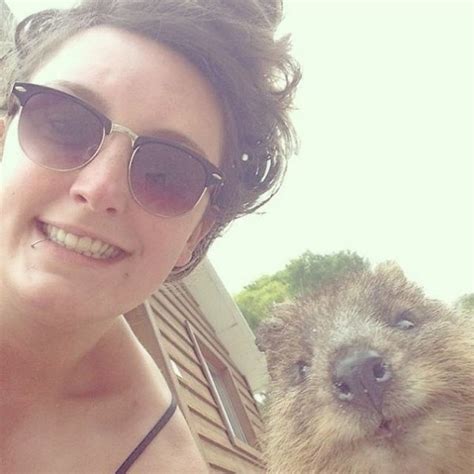 Selfies With Quokkas Is The New Hotness In Australia Strange Beaver