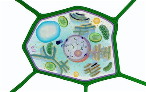 Bio Diagram Quizlet