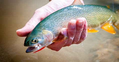 The Best Flies For Cutthroat Trout 20 Top Wet And Dry Patterns