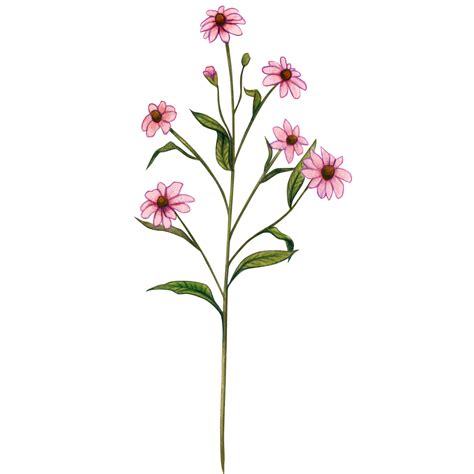 Watercolor Hand Drawn Wild Flowers And Herbs 21383798 PNG