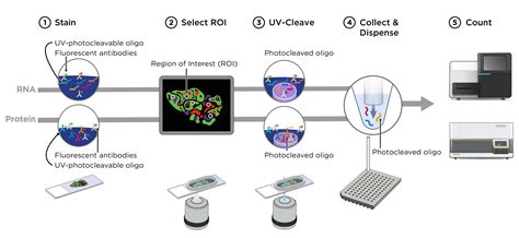 NanoString GeoMx Digital Spatial Profiling Biochain Institute Inc