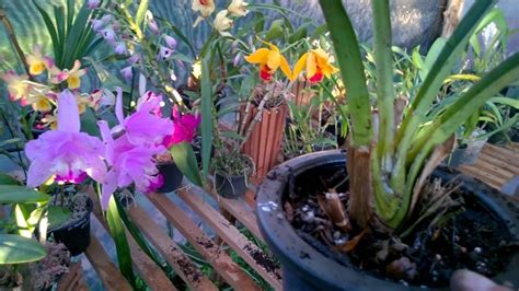 Topo 101 imagem como cultivar orquídea da terra br thptnganamst edu vn