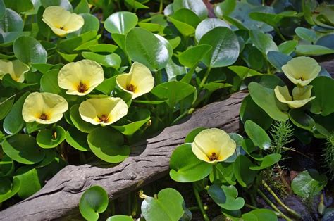 39 Amazing Aquatic Flowers And Plants That Grow In Water Petal Republic