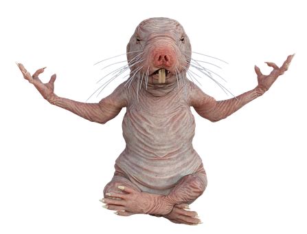 Naked Mole Rat Png Free Transparent Clipart Clipartkey Hot Sex Picture