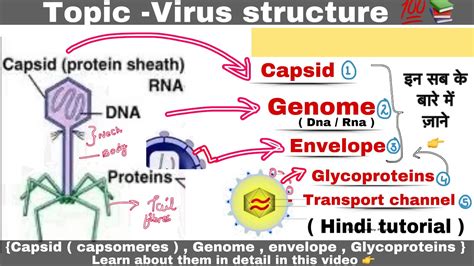 What Is Capsid In Biology