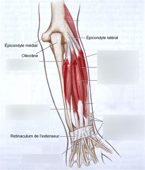 muscles extenseurs extrinsèques des doigts Diagram Quizlet
