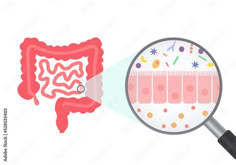 Human Microbiome And Intestine Anatomical Poster Microbiota And
