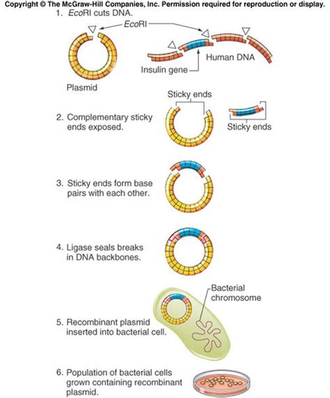 Recombinant Dna Technology The Role Of Dna In Transformation