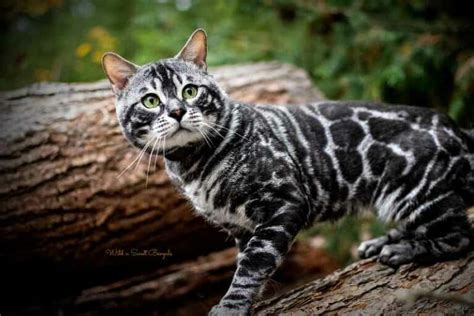 Colores del gato Bengalí Toda la gama de su pelaje Smylepets