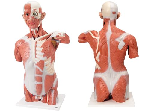 Torso Muscle Identification Anatomy Lab Final Diagram Quizlet