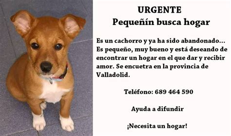 Salva a un amigo peludo Descubre qué hacer con un perro abandonado y