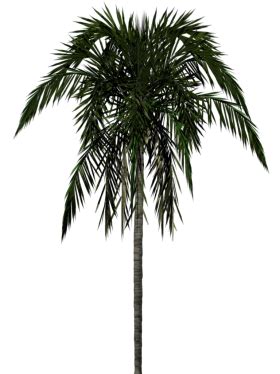 Palm Tree PNG Image PurePNG Free Transparent CC0 PNG Image Library