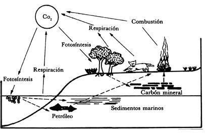 Explicar El Siguiente Diagrama Del Ciclo Del Carbono Brainly Lat