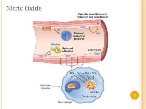 Chemical Mediators Of Acute Inflammation PPT