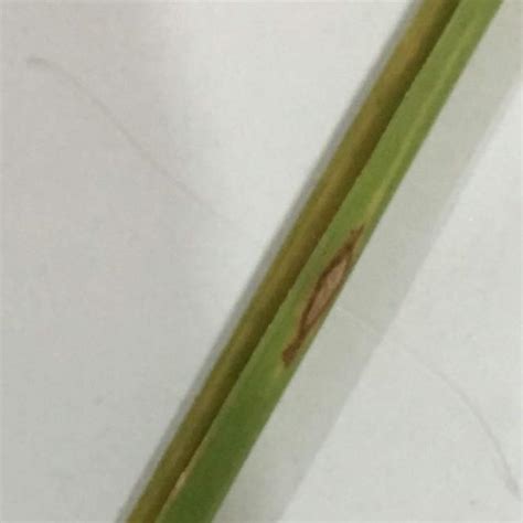 rice leaf disease detection obj object detection dataset v2 2023 03 26 11 12am by project