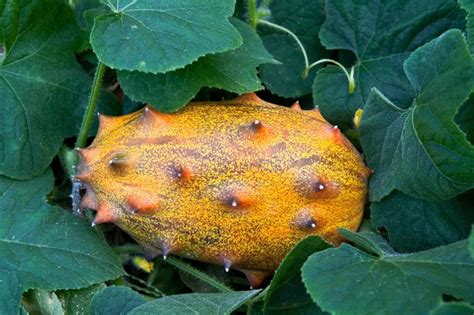 Kiwano ogórek kolczasty Uprawa kiwano w ogrodzie murator pl