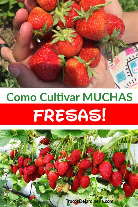 Cómo Cultivar Muchas Fresas Trucos De Jardineria