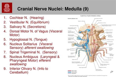 Bookbrain Stem Nuclei Duke Neurosciences Lab Cranial Nerve And