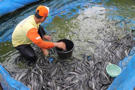Berikut Ini Tips Dalam Ternak Ikan Lele