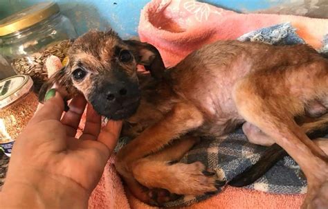 Animais são encontrados em situação de maus tratos em imóvel precário e