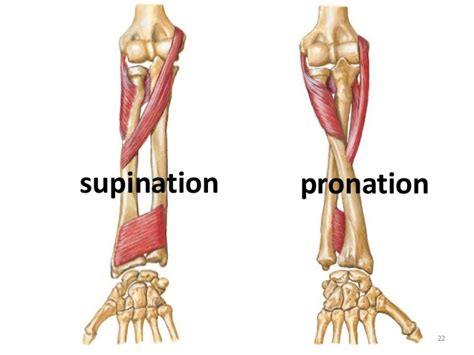 Radius And Ulna Anatomical Position