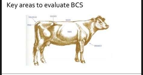 Beef Cattle Flashcards Quizlet