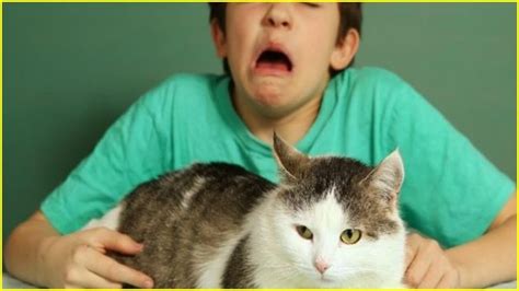 Quoi Et Comment Traiter Les Allergies Aux Chats