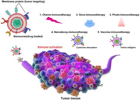 Frontiers Bioinspired Membrane Coated Nanoplatform For Targeted Tumor