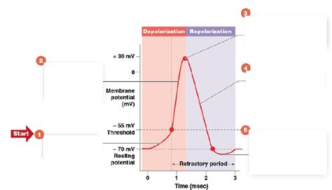 Muscle Action Potential Diagram Quizlet