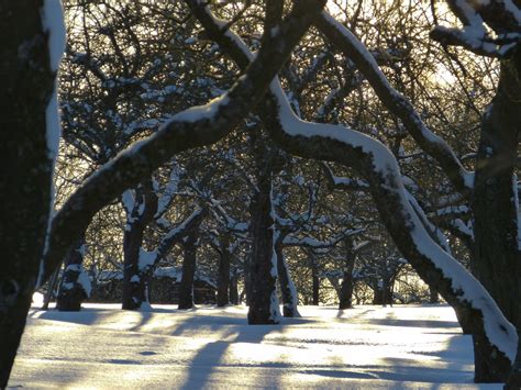 Free Images Tree Nature Branch Snow Sunlight Leaf Flower