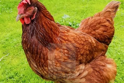 Conoce Las 12 Mejores Razas De Gallinas Ponedoras De Huevos Gallinas
