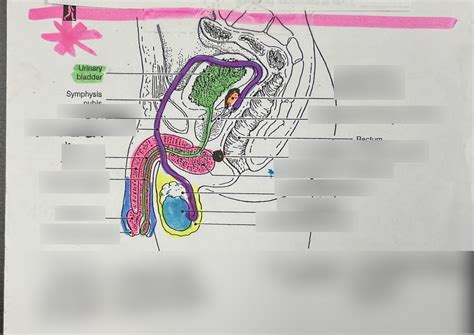 Male Reproductive Structures Diagram Quizlet