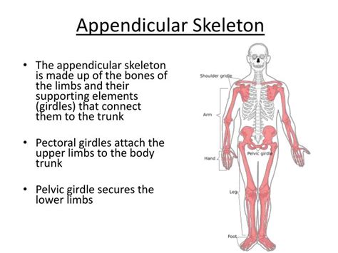 Ppt The Skeletal System Powerpoint Presentation Id