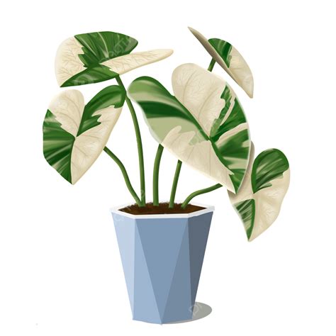 Caladium Varigate Caladium House Plant Plant Png Transparent Clipart