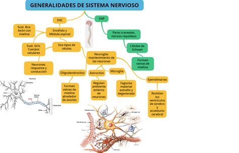 Fisiología Básica
