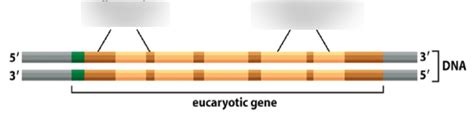 Cb Transcription In Eukaryotes Diagram Quizlet