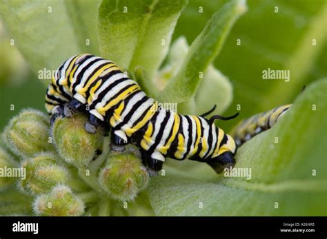 Monarch Caterpillar Danaus Plexippus Caterpillar 2nd 3rd Instar