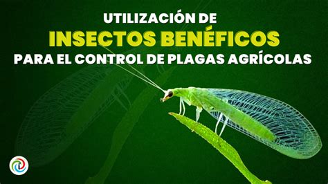 Utilización de Insectos Benéficos para el Control de Plagas Agrícolas