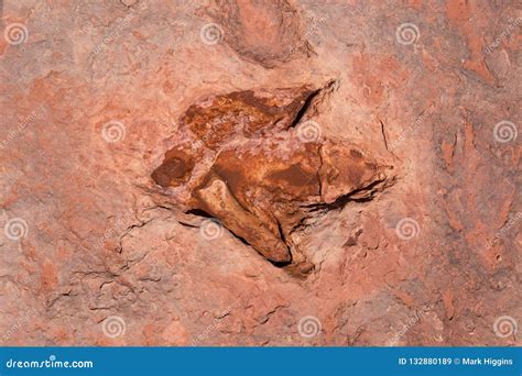 Paleontologists Have Discovered A Fossil In The Desert Stock Image