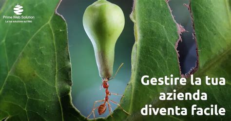 Software Gestionali Personalizzati Software Gestionali Per Aziende