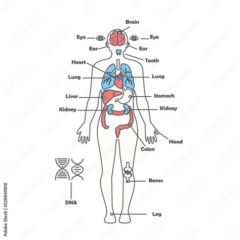 Male Human Anatomy Body Internal Organs Vector Diagram Stock Vector