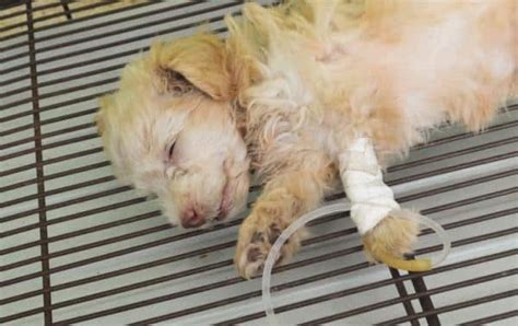 Como Curar A Un Perro De Parvovirus DonComo