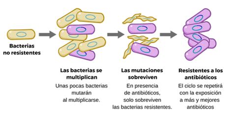 Transferencia Gen Tica Vertical Labster
